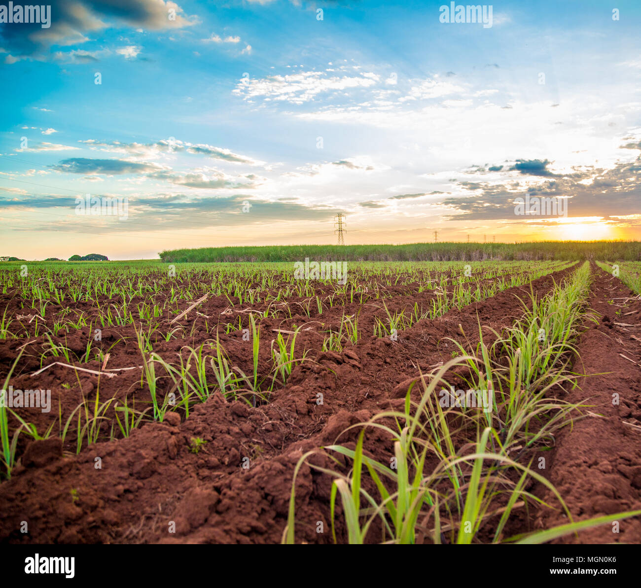 Sugar cane sunset plantation beautiful Stock Photo - Alamy