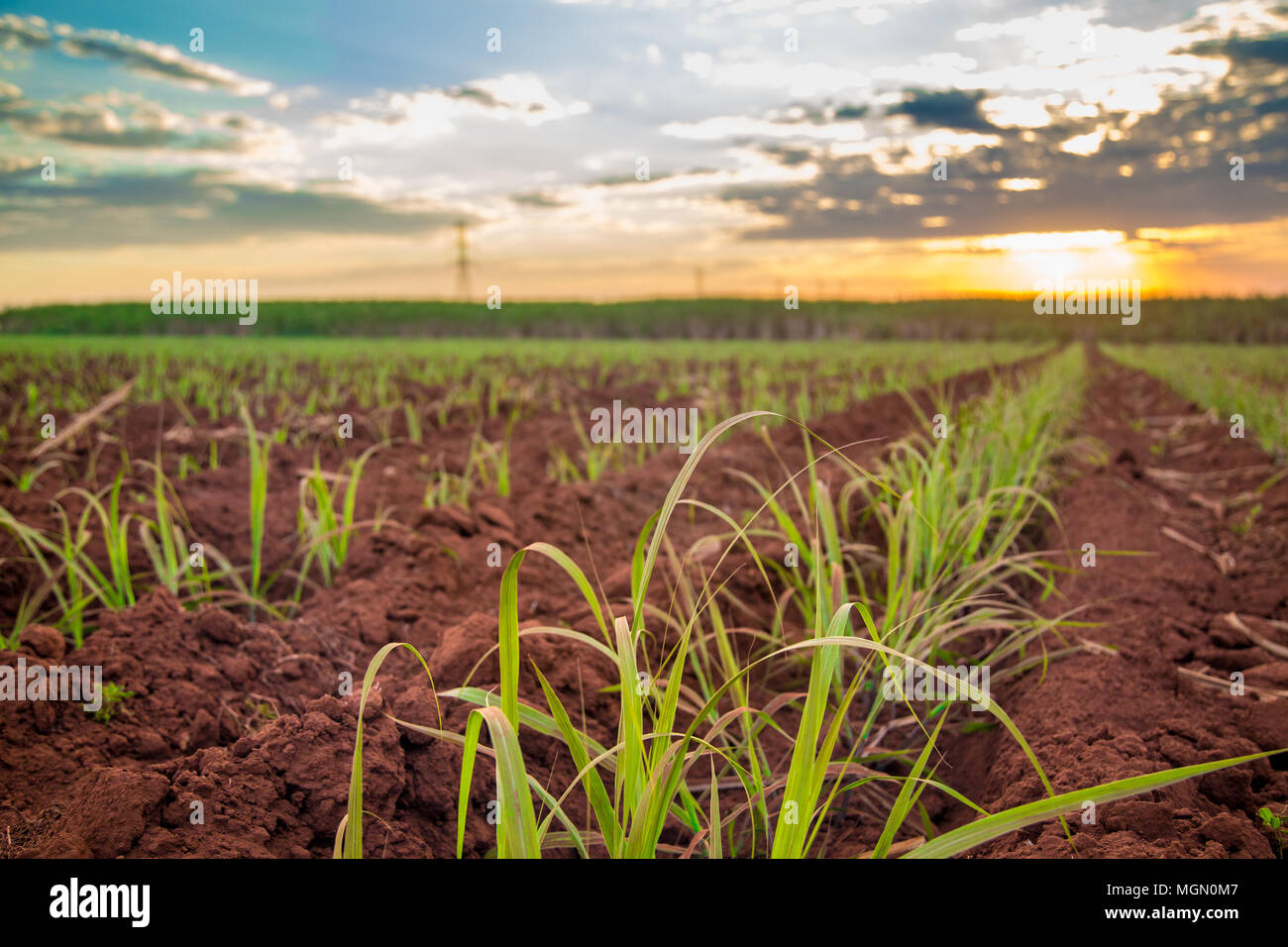 Sugar cane sunset plantation beautiful Stock Photo - Alamy