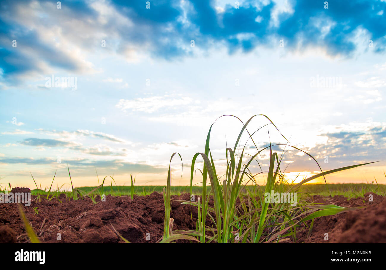 Sugar cane sunset plantation beautiful Stock Photo - Alamy