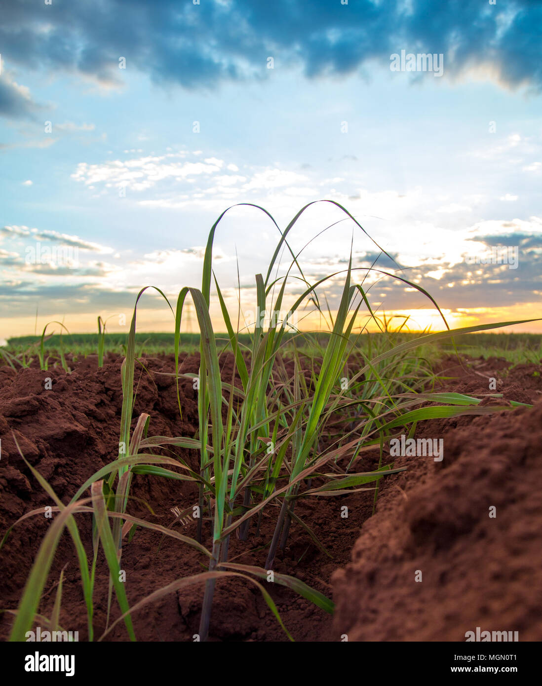 Sugar cane sunset plantation beautiful Stock Photo - Alamy