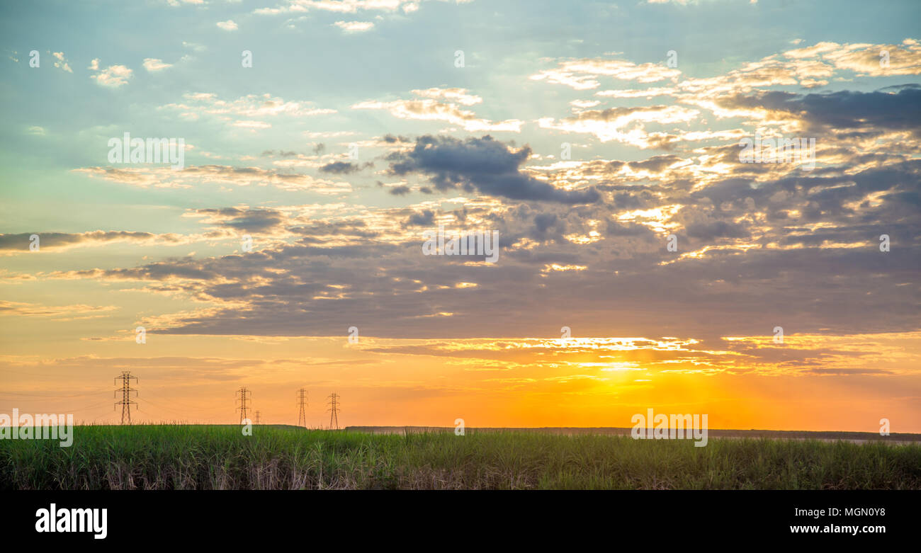 Sugar cane sunset plantation beautiful Stock Photo - Alamy