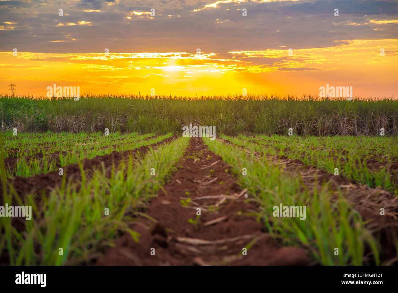 Sugar cane sunset plantation beautiful Stock Photo - Alamy