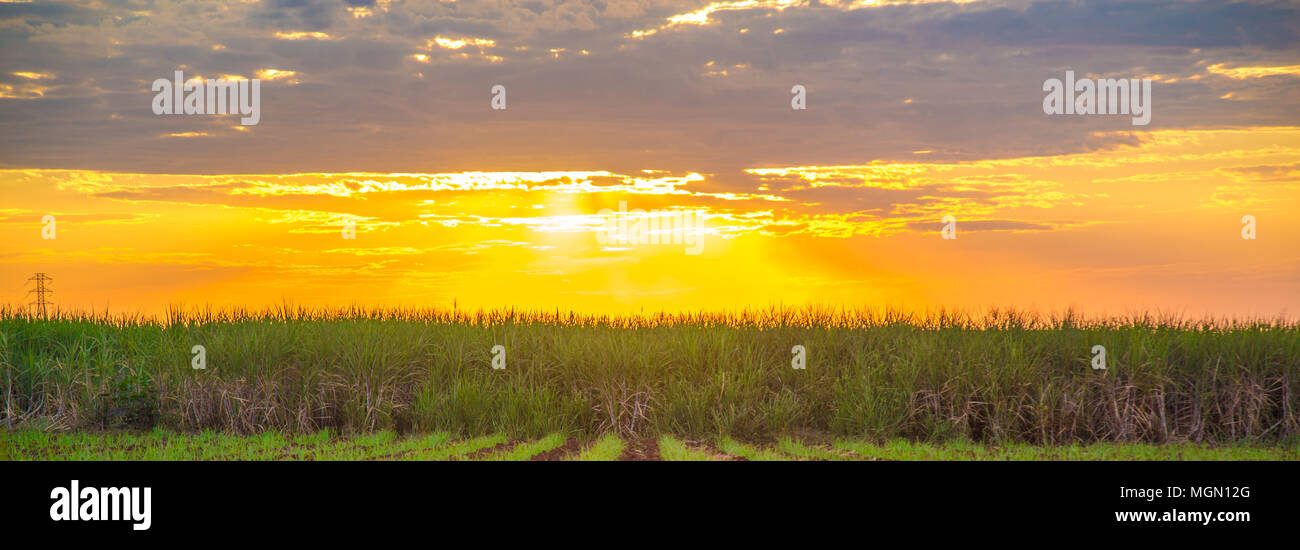 Sugar cane sunset plantation beautiful Stock Photo - Alamy