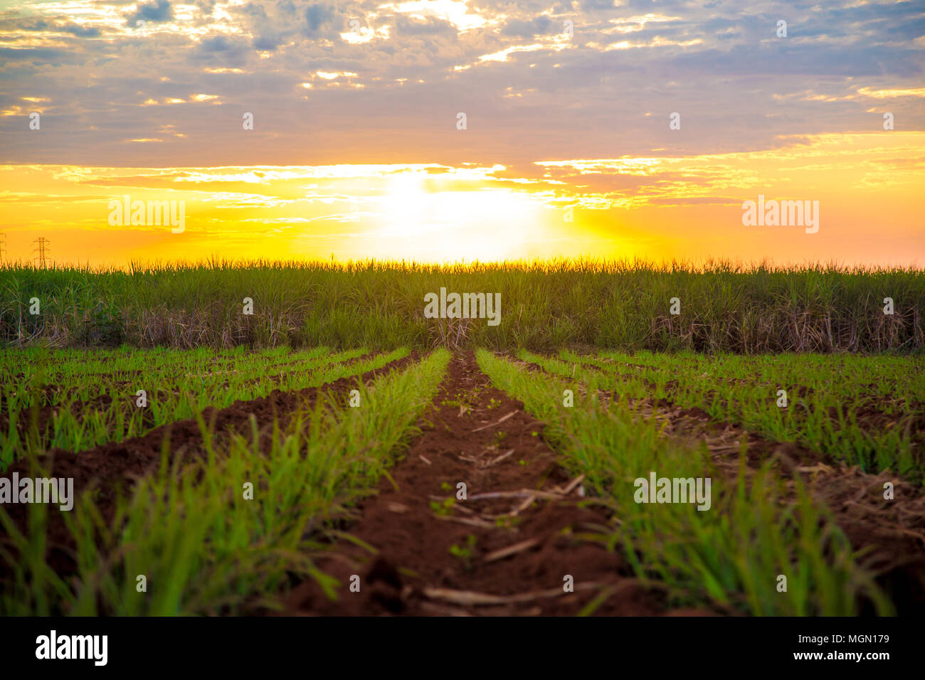 Sugar cane sunset plantation beautiful Stock Photo - Alamy