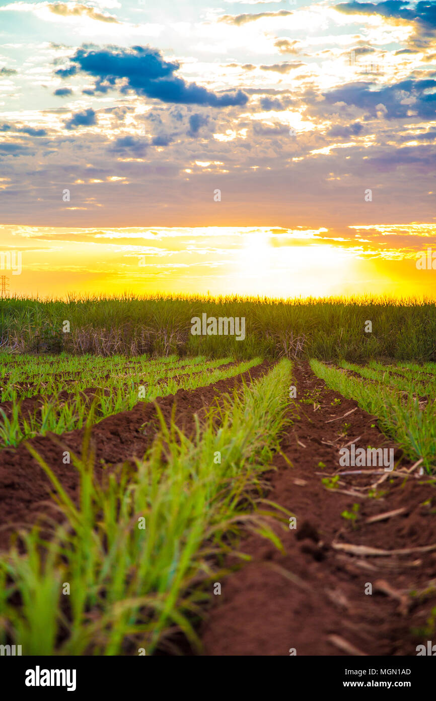 Sugar cane sunset plantation beautiful Stock Photo - Alamy