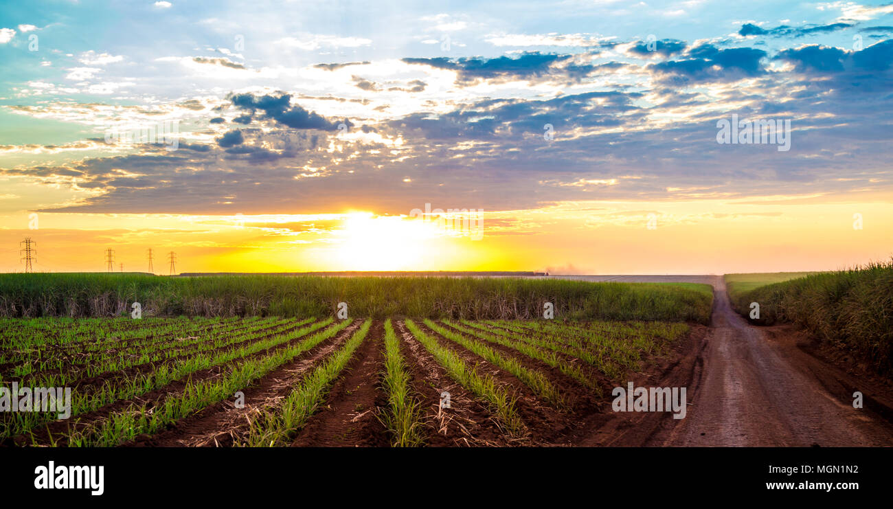 Sugar cane sunset plantation beautiful Stock Photo - Alamy