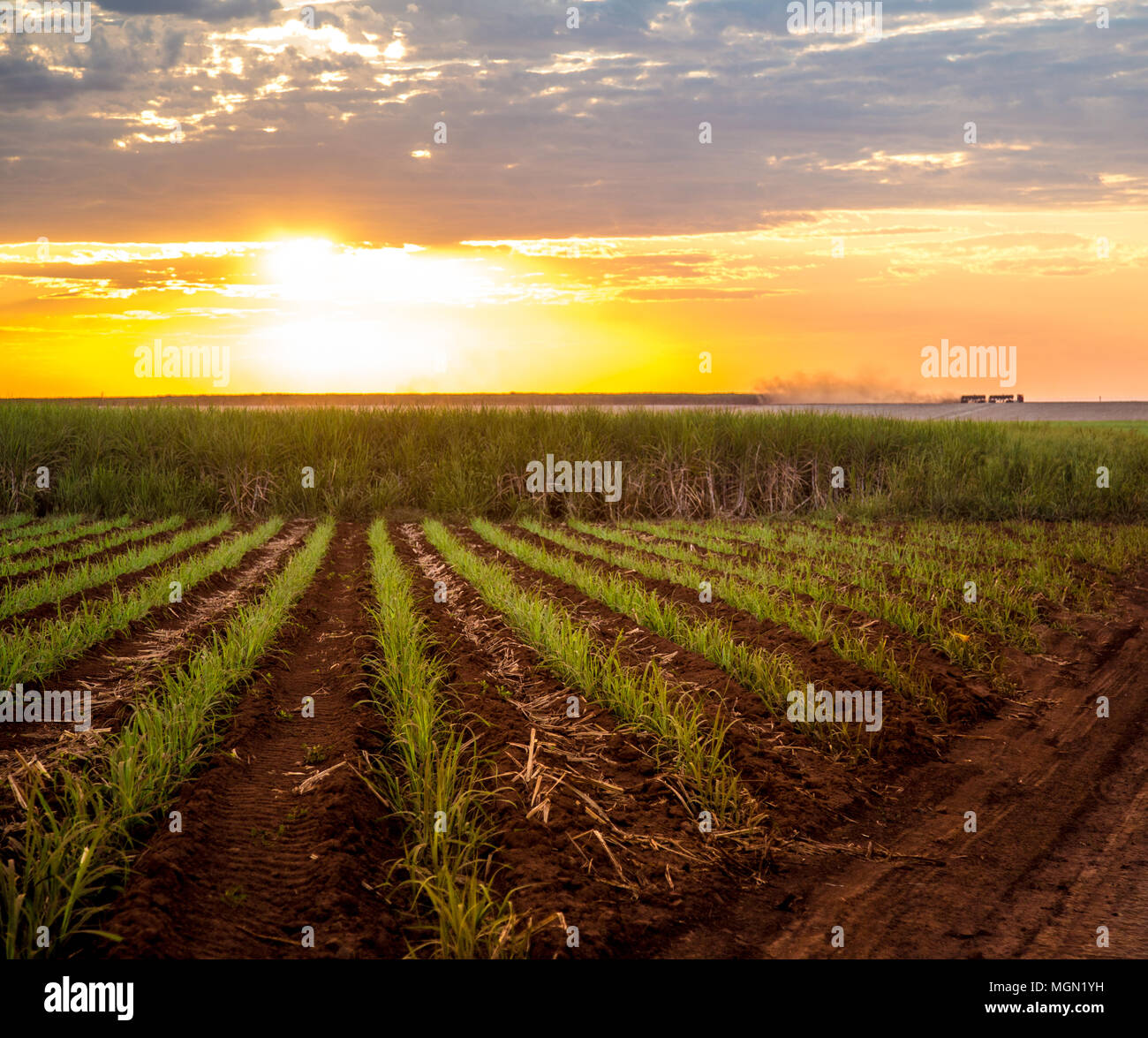 Sugar cane sunset plantation beautiful Stock Photo - Alamy