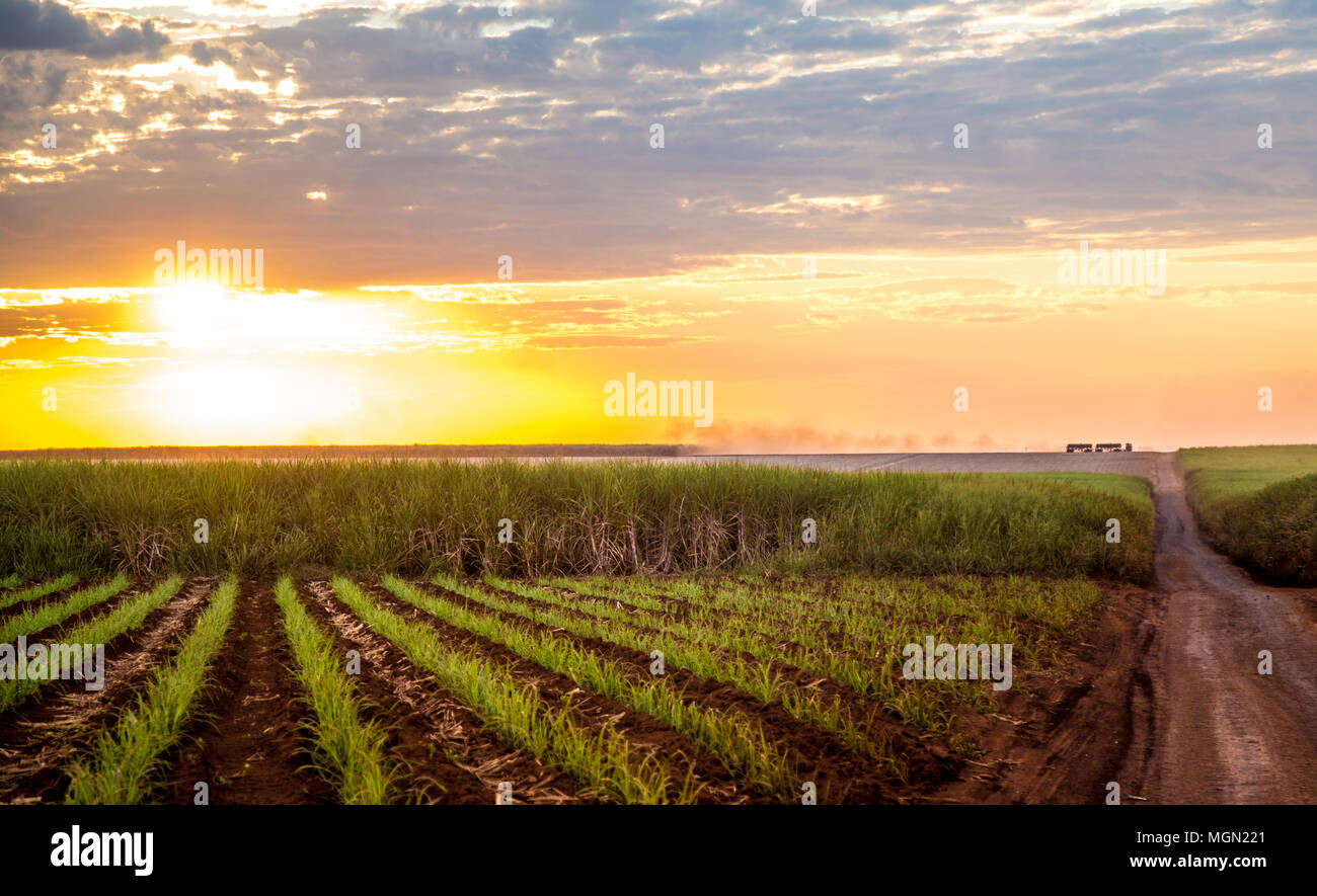 Sugar cane sunset plantation beautiful Stock Photo - Alamy