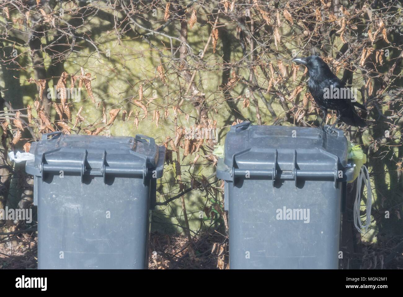 A raven sits on a full garbage can at the roadside Stock Photo - Alamy