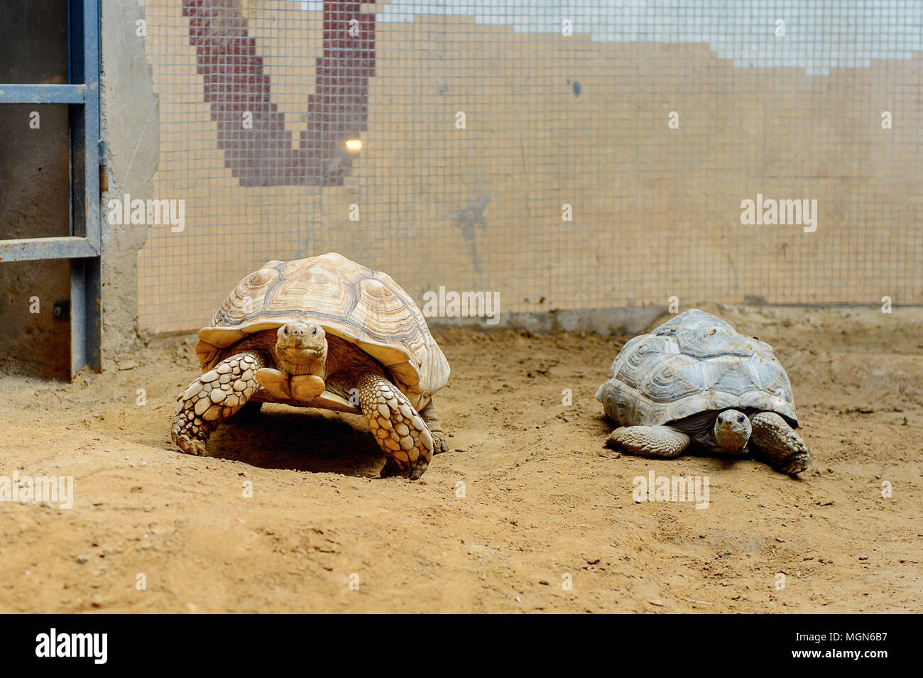 Big Turtles at the Beijing Zoo, a zoological park in Beijing, China ...