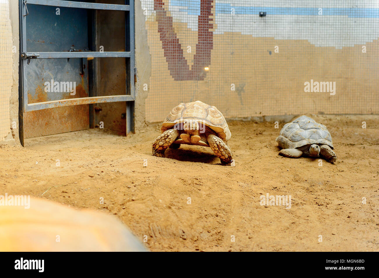 Big Turtles at the Beijing Zoo, a zoological park in Beijing, China ...