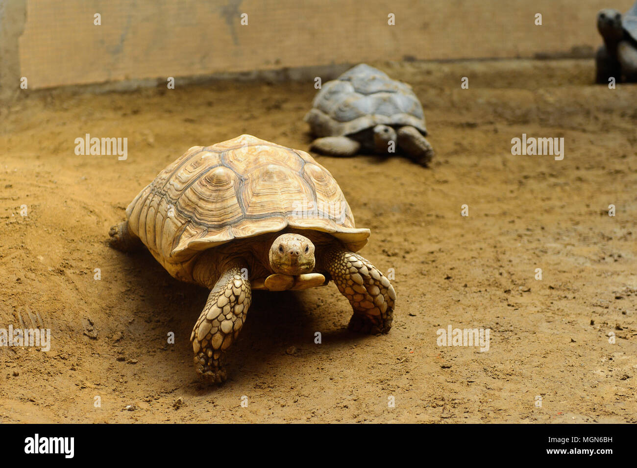 Big Turtles at the Beijing Zoo, a zoological park in Beijing, China ...