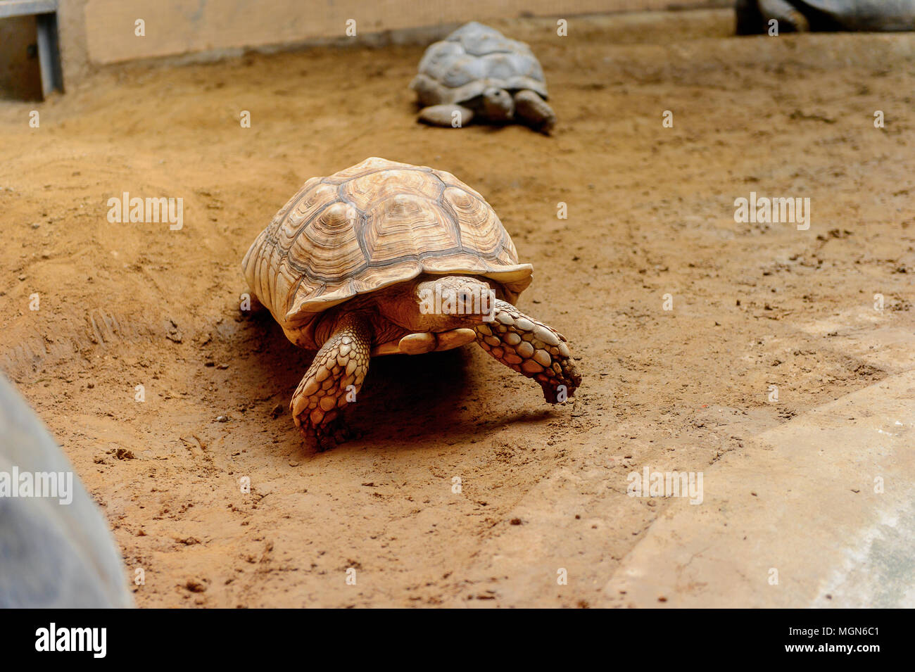Big Turtles at the Beijing Zoo, a zoological park in Beijing, China ...