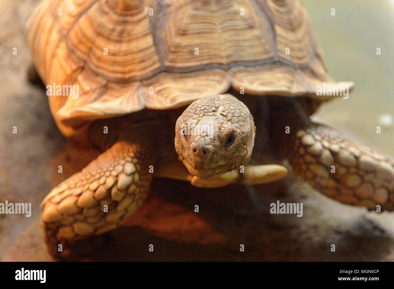 Big Turtles at the Beijing Zoo, a zoological park in Beijing, China ...