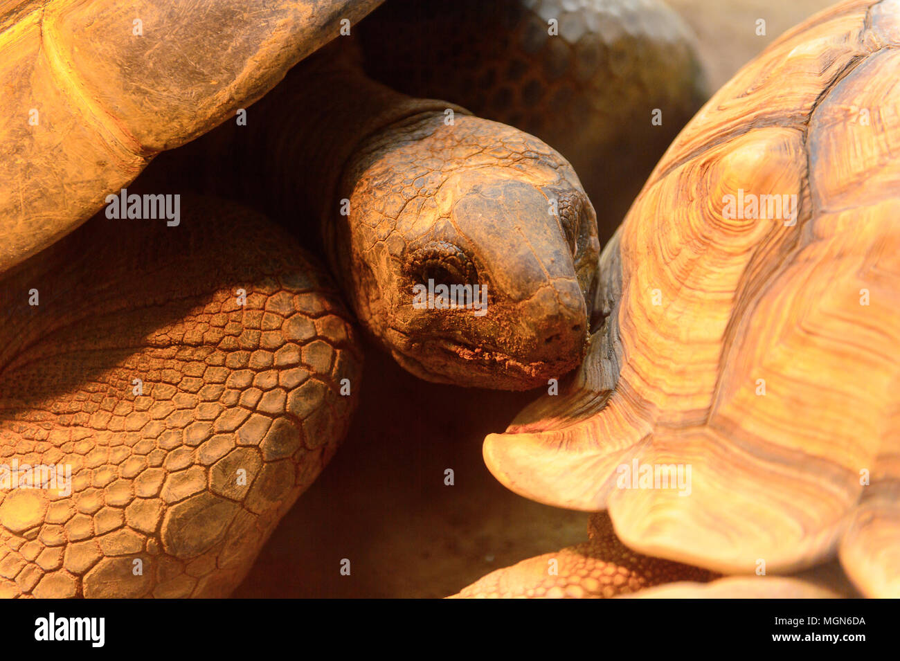 Big Turtles at the Beijing Zoo, a zoological park in Beijing, China ...