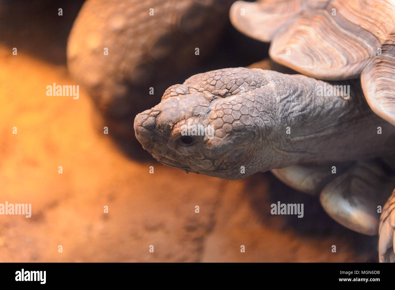 Big Turtles at the Beijing Zoo, a zoological park in Beijing, China ...