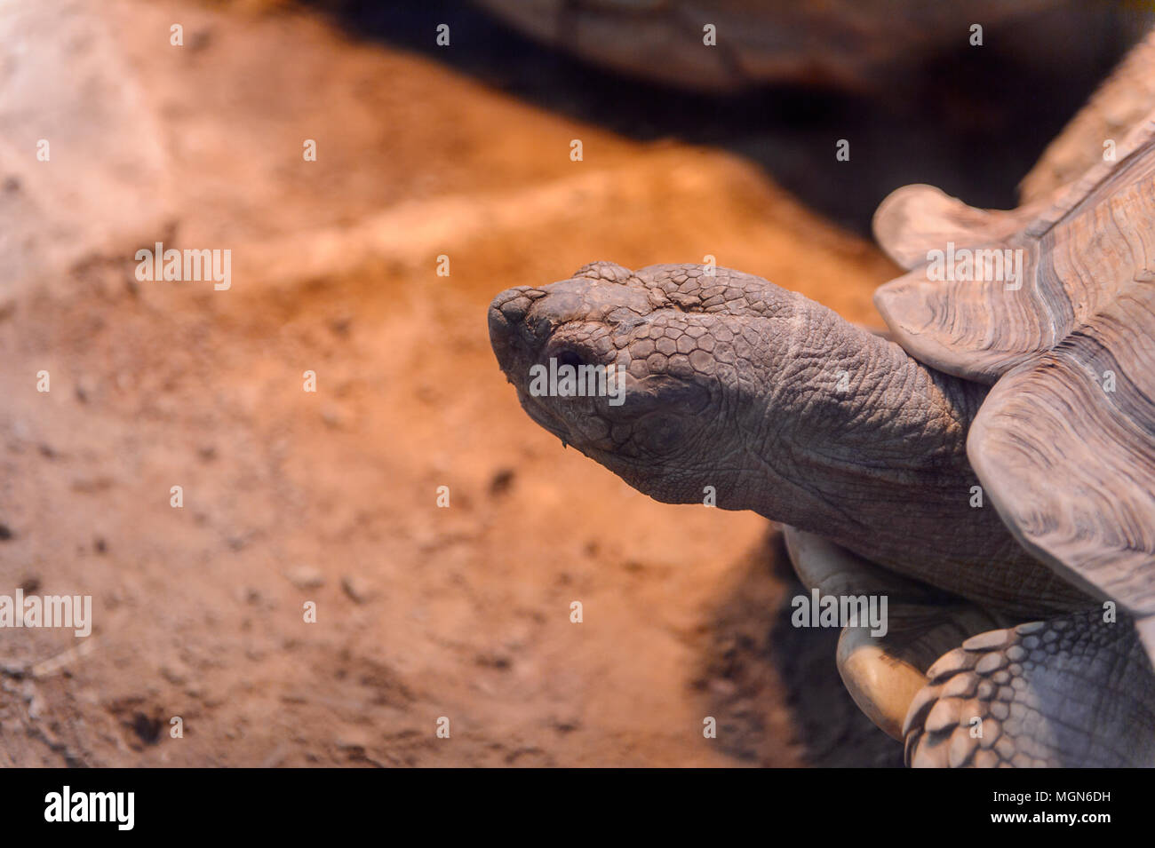 Big Turtles at the Beijing Zoo, a zoological park in Beijing, China ...