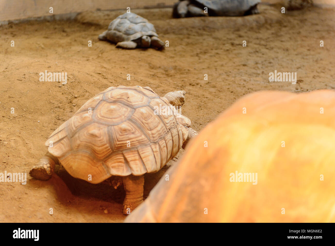 Big Turtles at the Beijing Zoo, a zoological park in Beijing, China ...