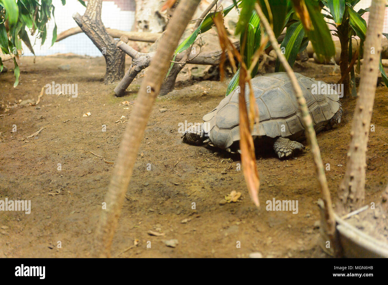 Big Turtles at the Beijing Zoo, a zoological park in Beijing, China ...
