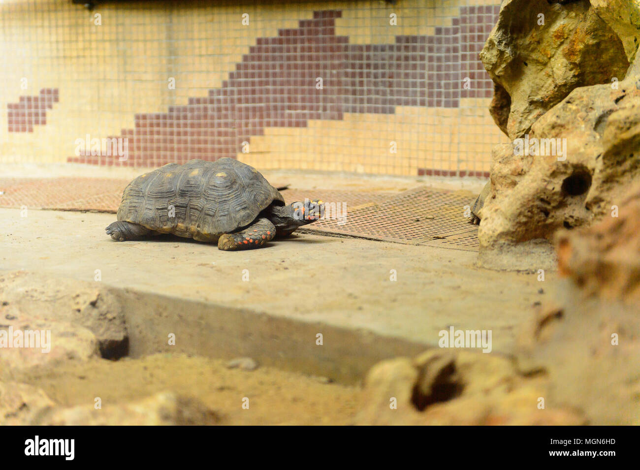 Big Turtles at the Beijing Zoo, a zoological park in Beijing, China ...