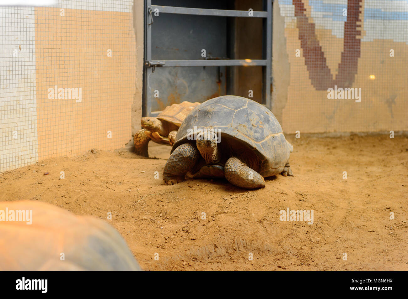 Big Turtles at the Beijing Zoo, a zoological park in Beijing, China ...