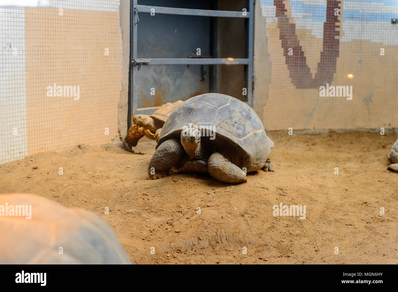 Big Turtles at the Beijing Zoo, a zoological park in Beijing, China ...