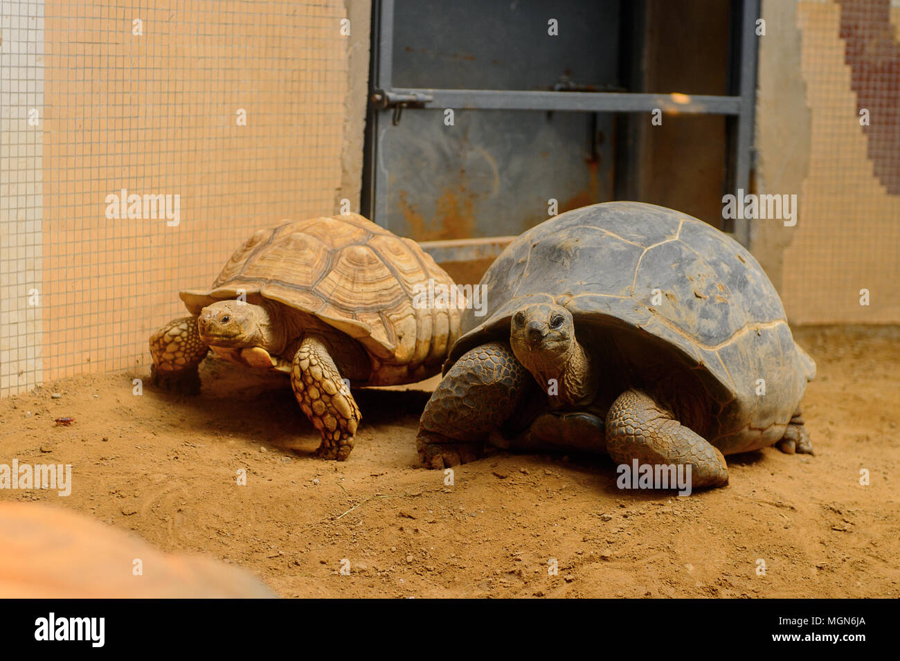 Big Turtles at the Beijing Zoo, a zoological park in Beijing, China ...