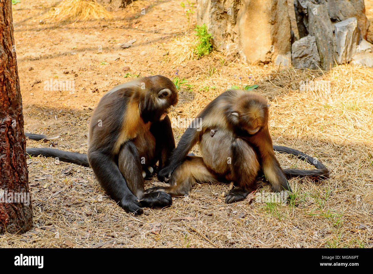 Monkeys at the Beijing Zoo, a zoological park in Beijing, China Stock ...