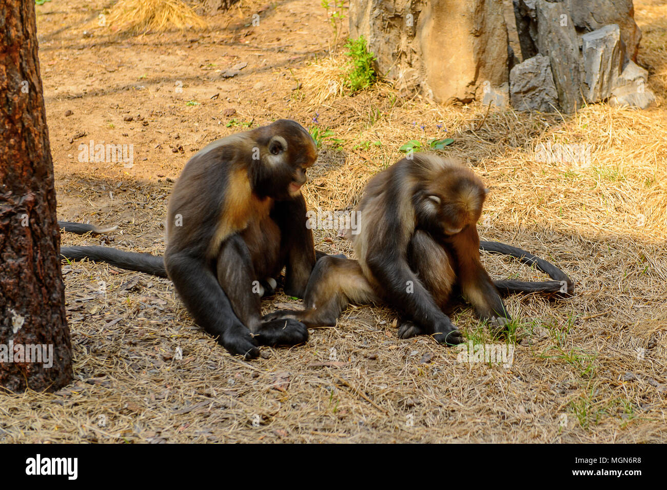 Monkeys at the Beijing Zoo, a zoological park in Beijing, China Stock ...