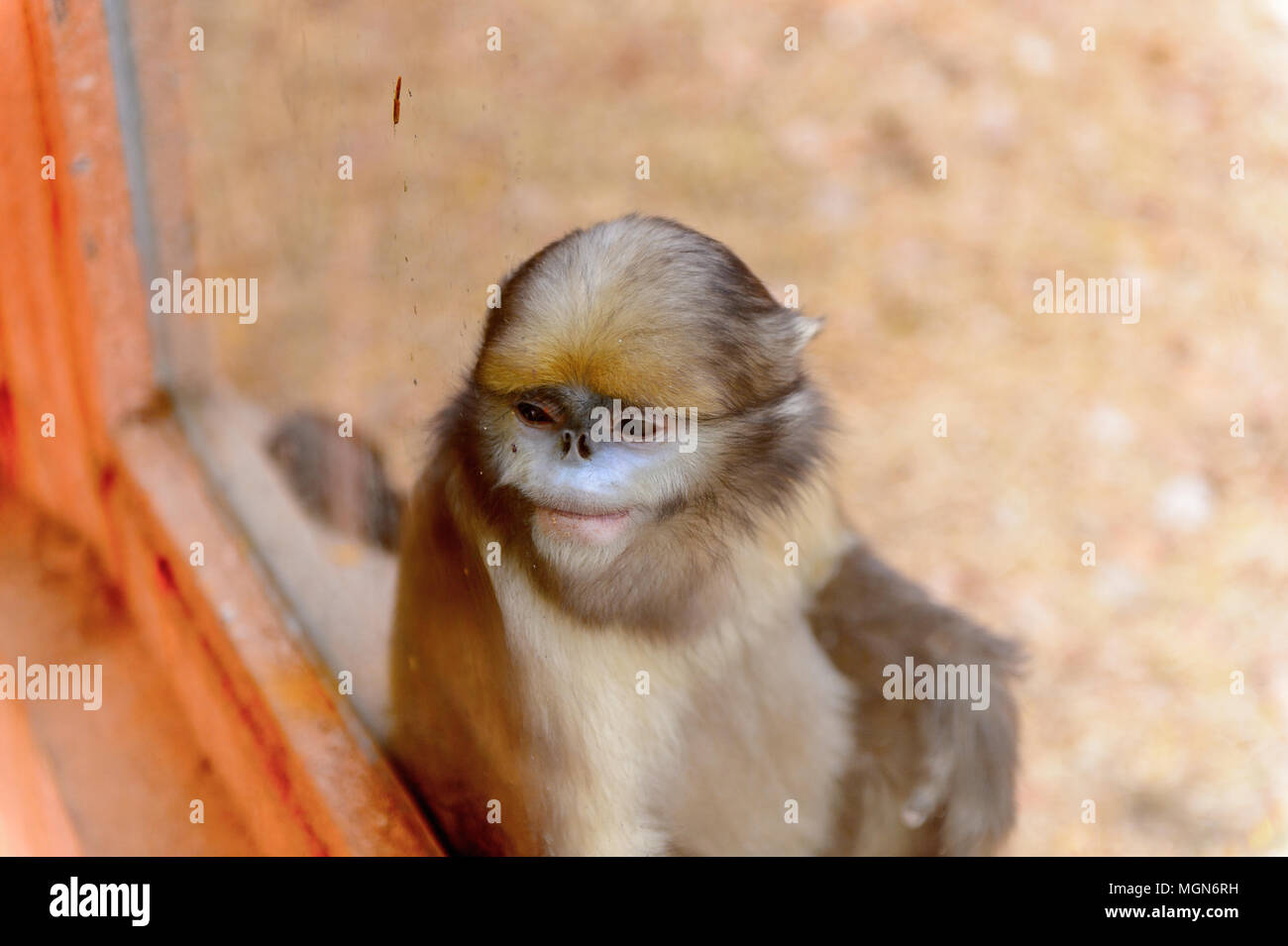 Sad monkey at the Beijing Zoo, a zoological park in Beijing, China ...