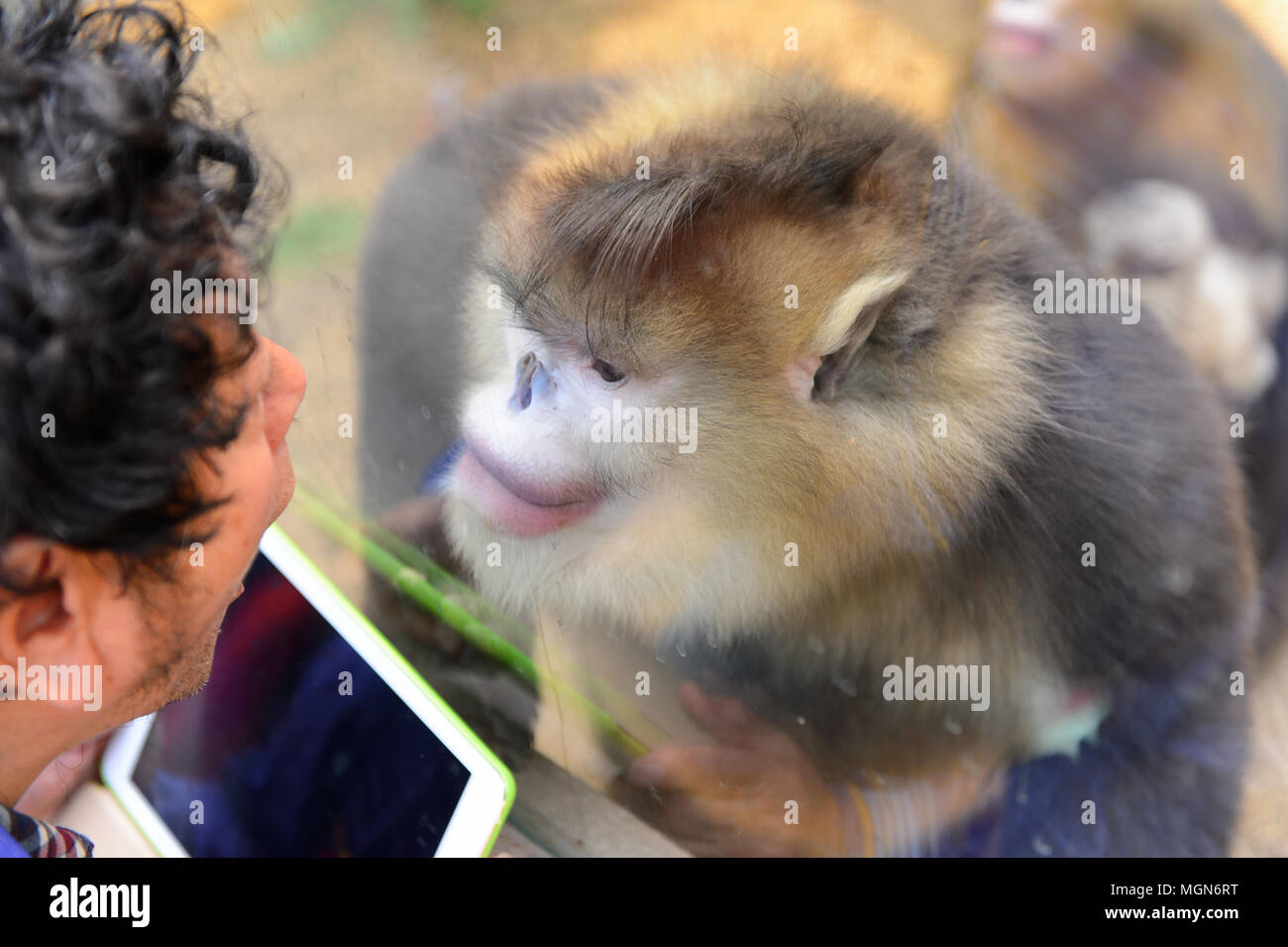 Monkeys at the Beijing Zoo, a zoological park in Beijing, China Stock ...