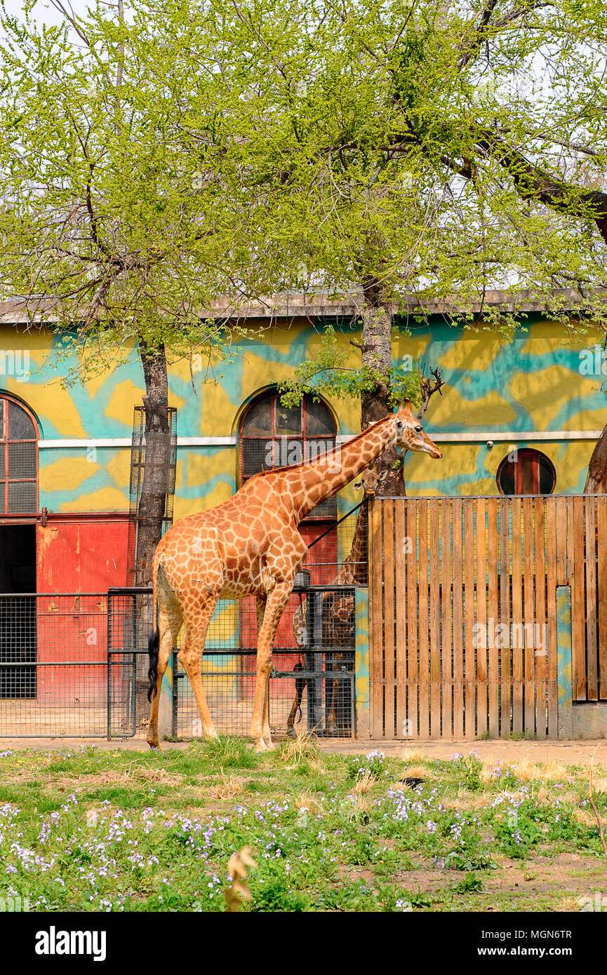 Giraffe in china hi-res stock photography and images - Alamy