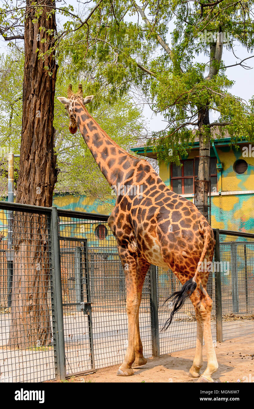 Giraffe at the Beijing Zoo, a zoological park in Beijing, China Stock ...