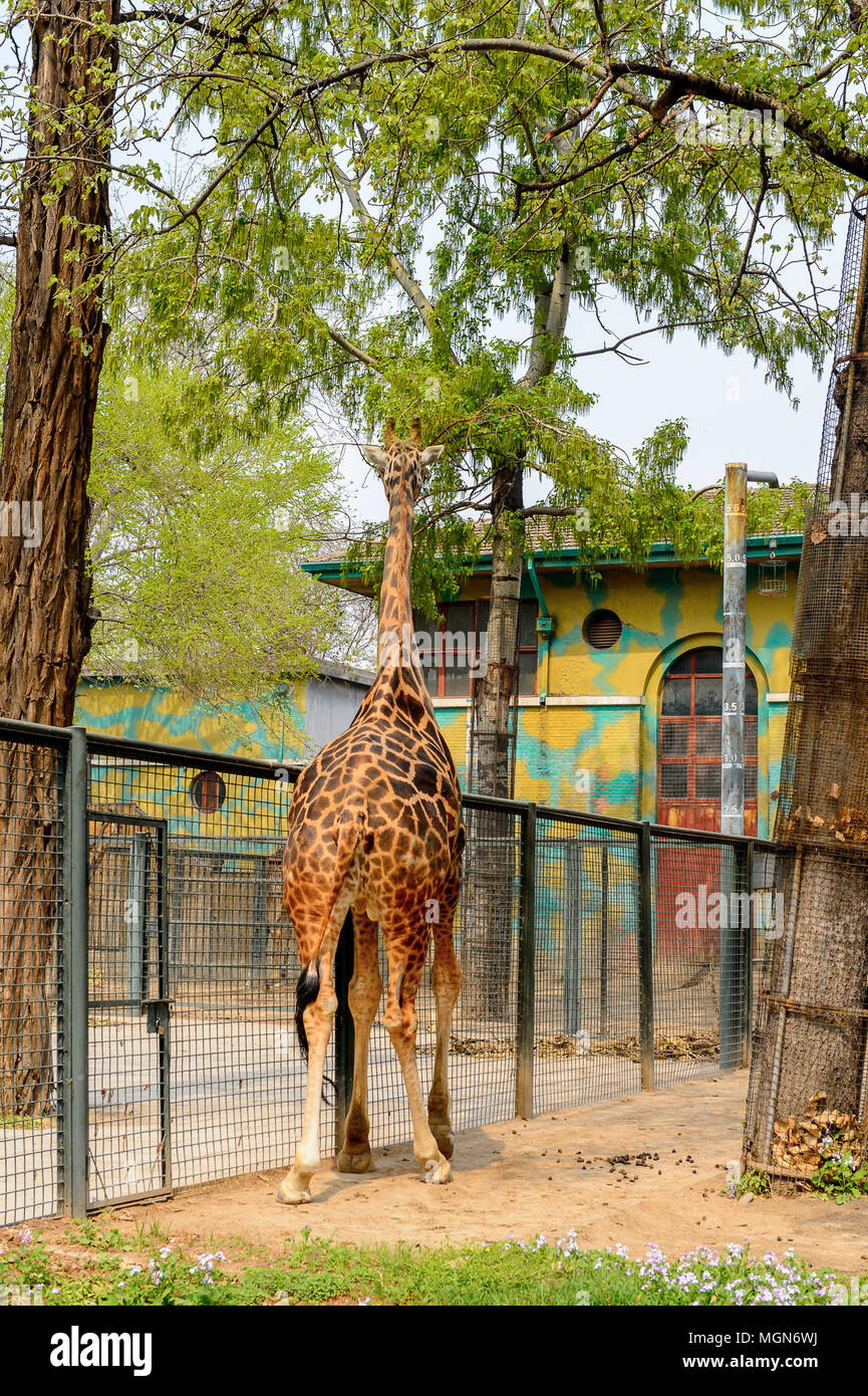 Giraffe at the Beijing Zoo, a zoological park in Beijing, China Stock ...