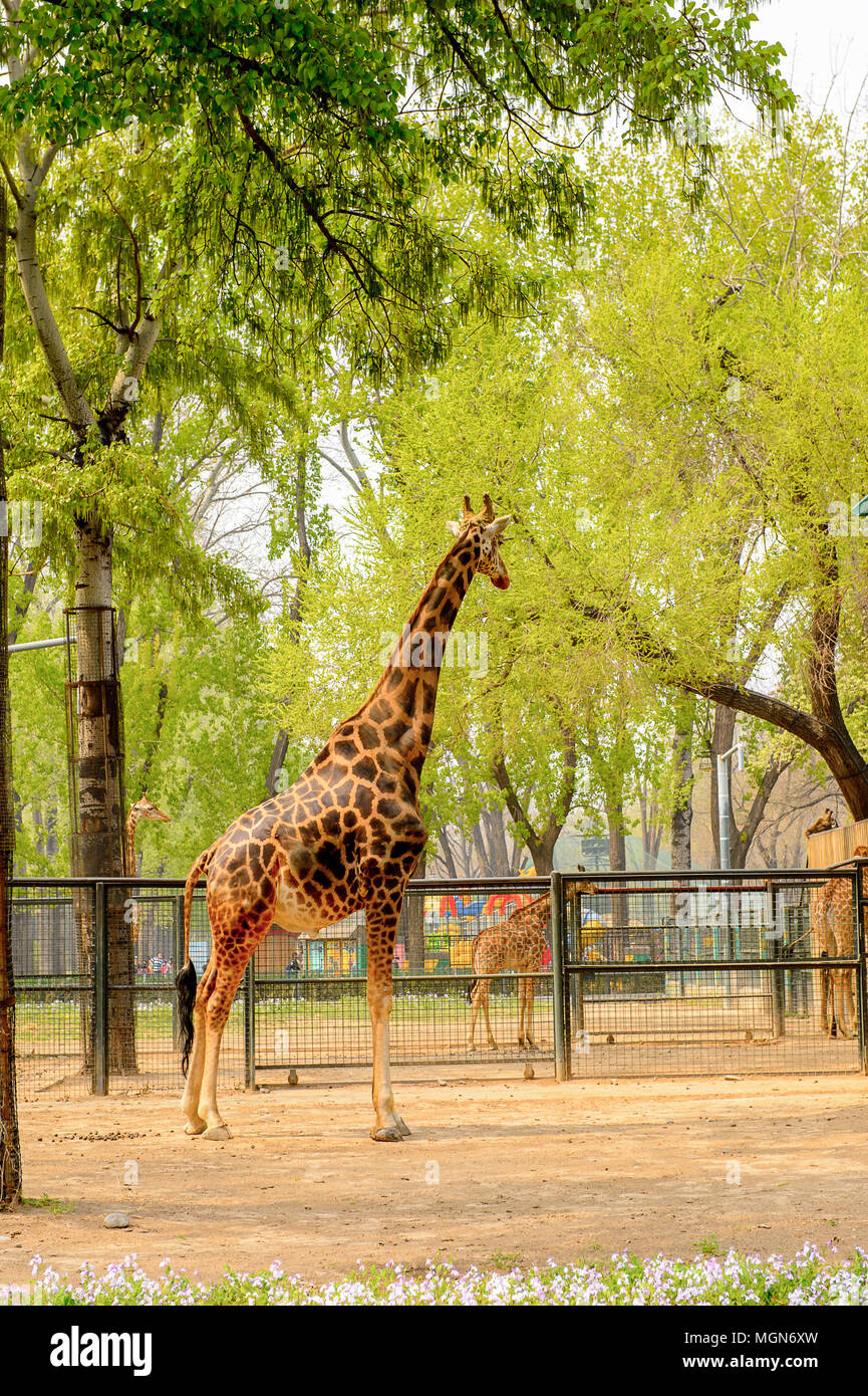 Giraffe at the Beijing Zoo, a zoological park in Beijing, China Stock ...