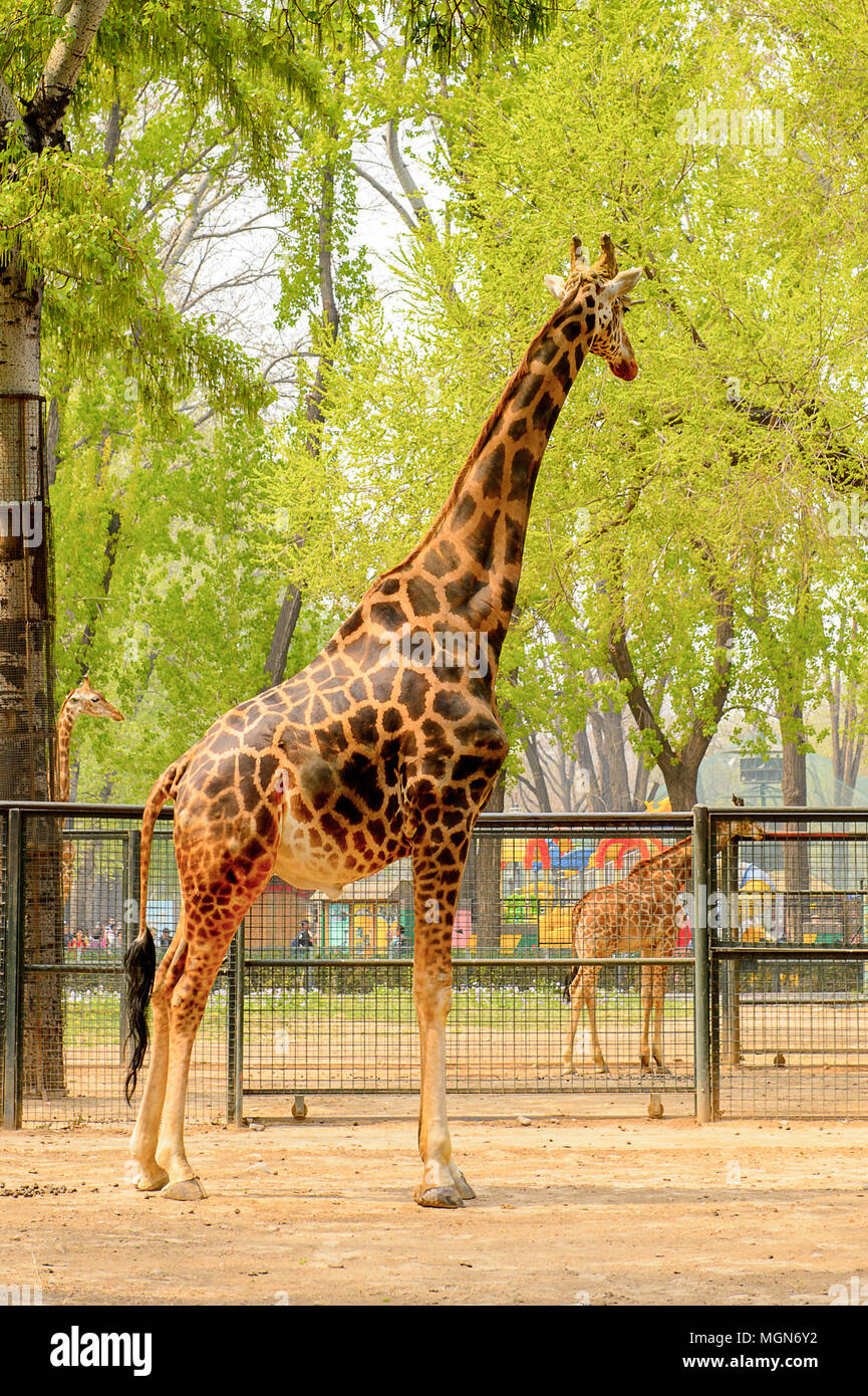 Giraffe at the Beijing Zoo, a zoological park in Beijing, China Stock ...