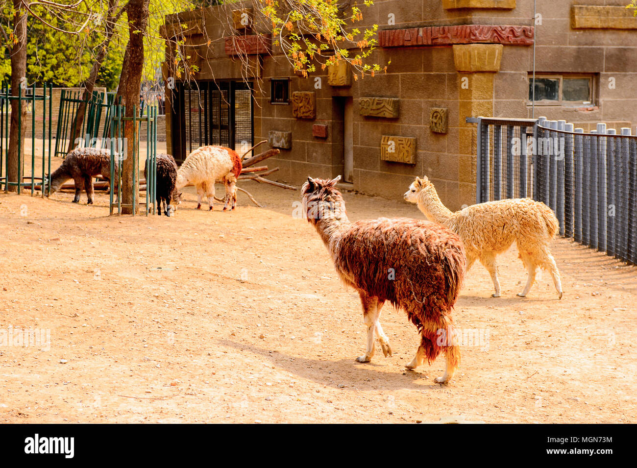Beijing Zoo, a zoological park in Beijing, China Stock Photo - Alamy