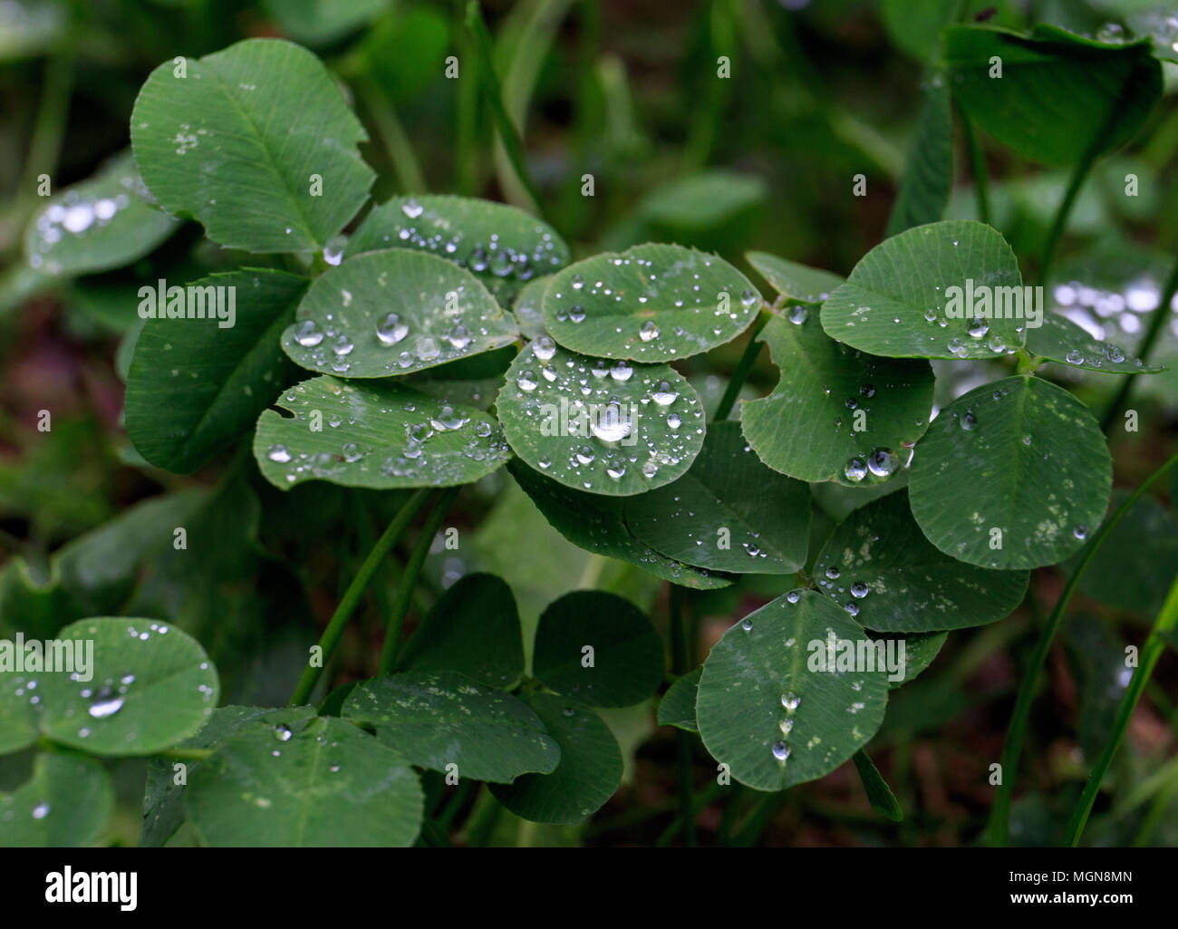 Water droplets cling to green leaves after heavy rain Stock Photo - Alamy