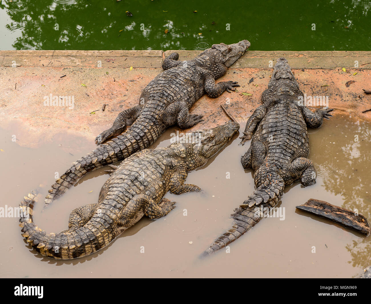 Monster crocodiles hi-res stock photography and images - Alamy