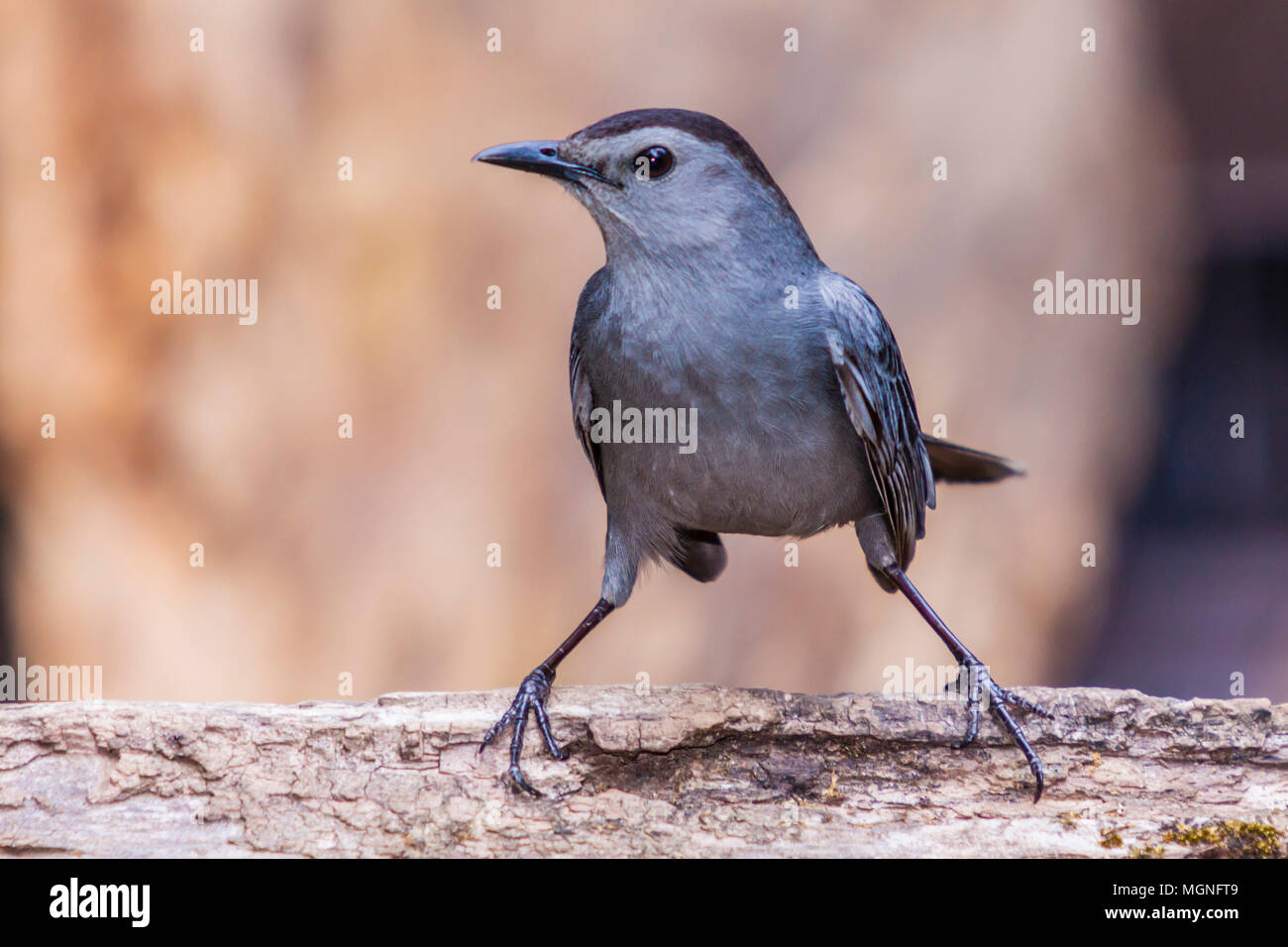 Gray Catbird, Dumetella carolinensis, in backyard at McLeansville, NC ...