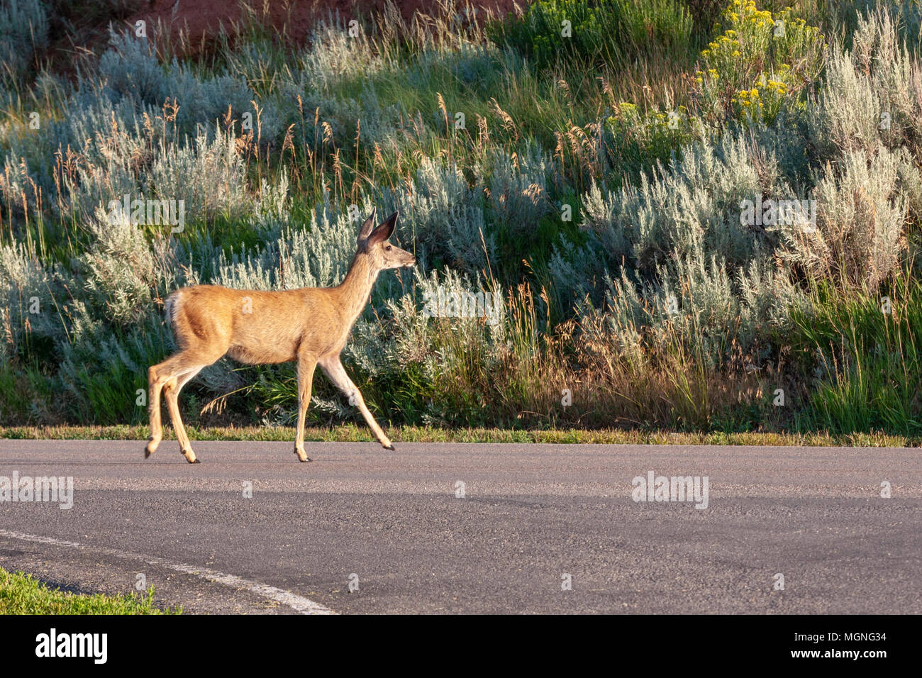 Mule crossing hi-res stock photography and images - Alamy