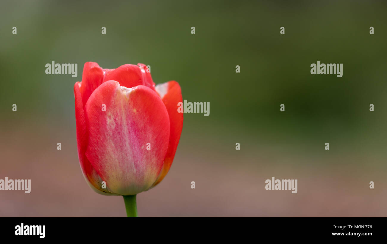 Single Red Tulip Stock Photo - Alamy