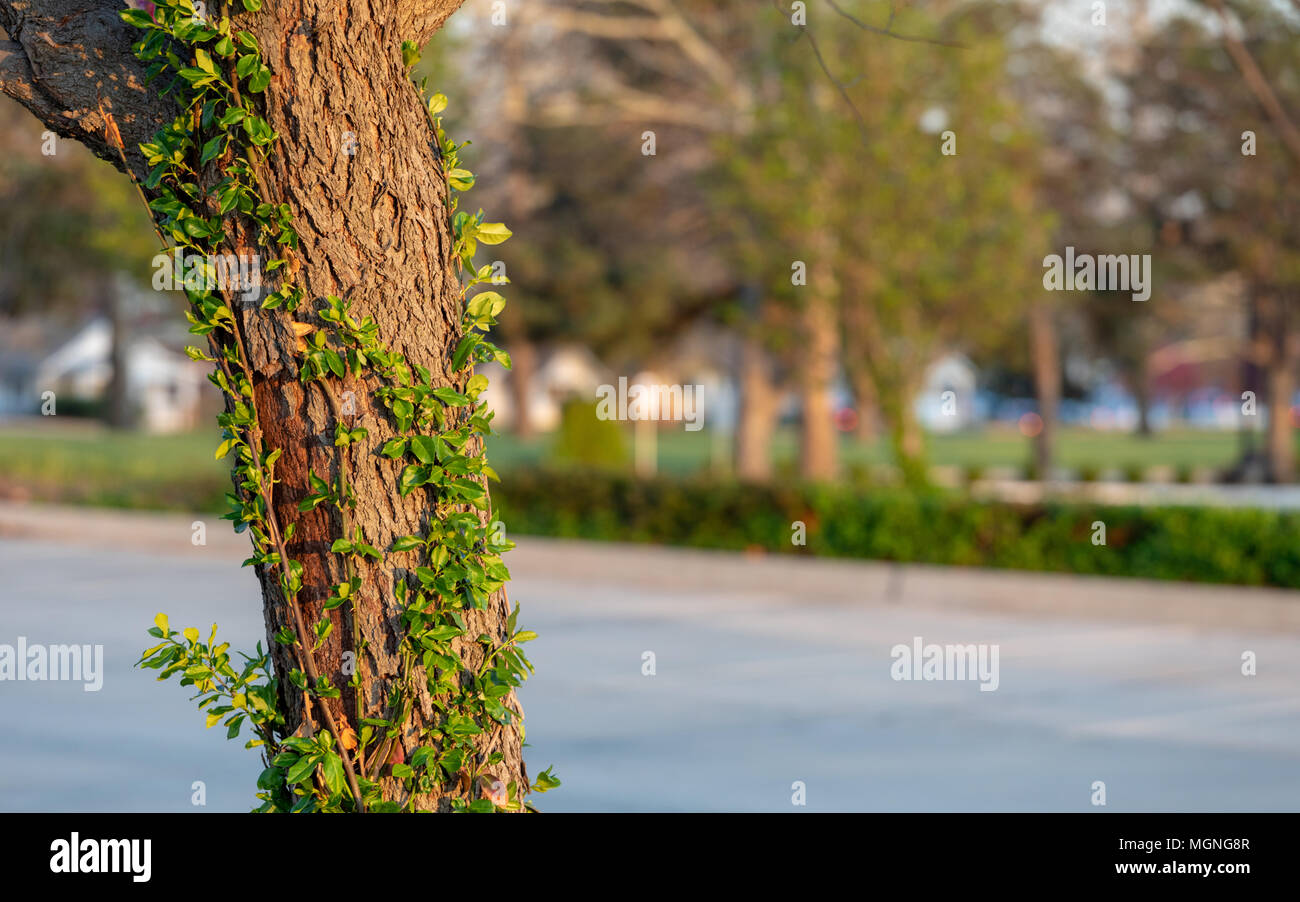 Vines growing on tree hi-res stock photography and images - Alamy