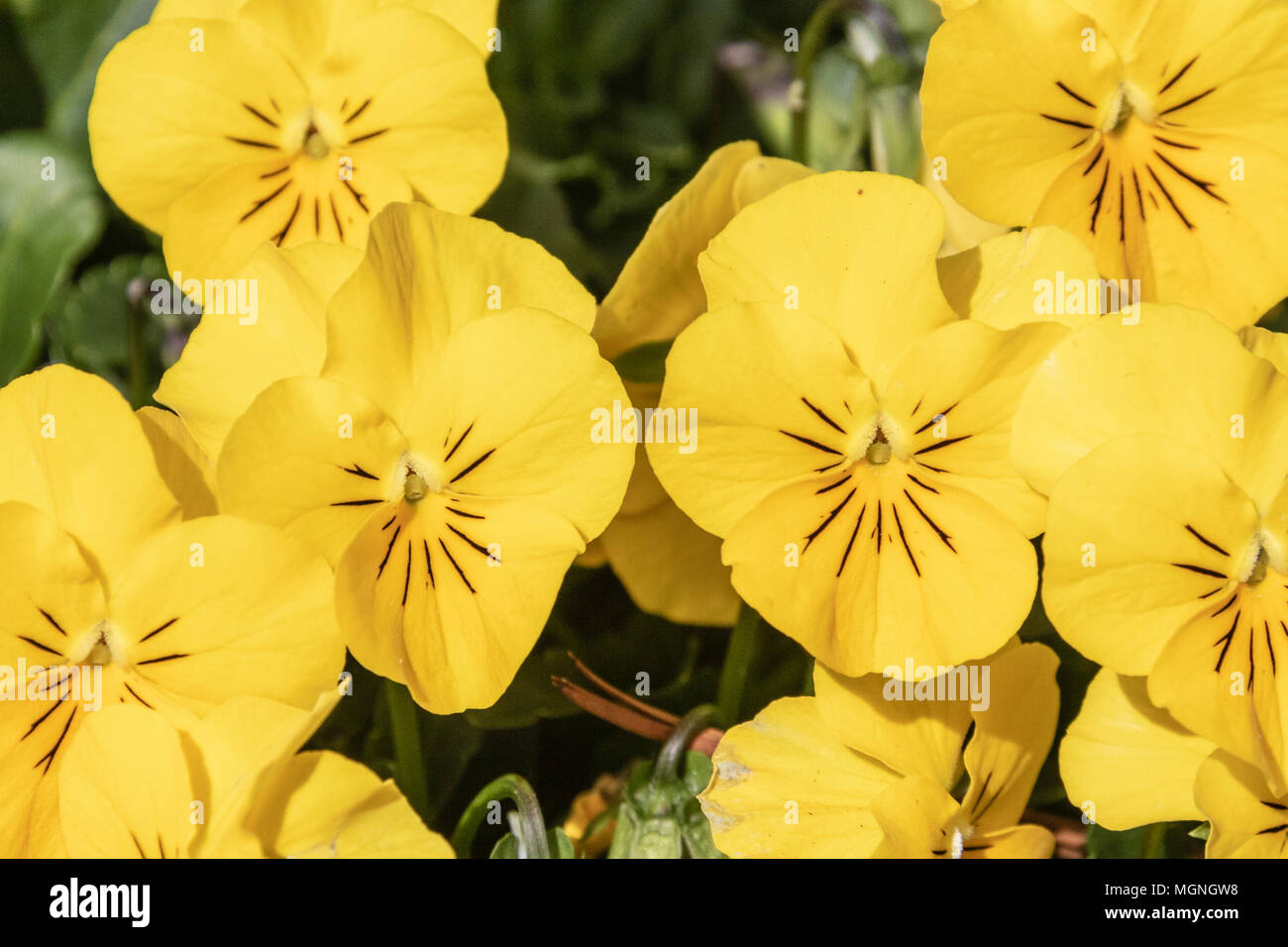 Viola Cornuta Penny High Resolution Stock Photography and Images - Alamy