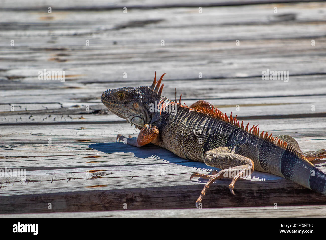 Green Iguana, Iguana iguana, red orange spines very sharp claws with ...