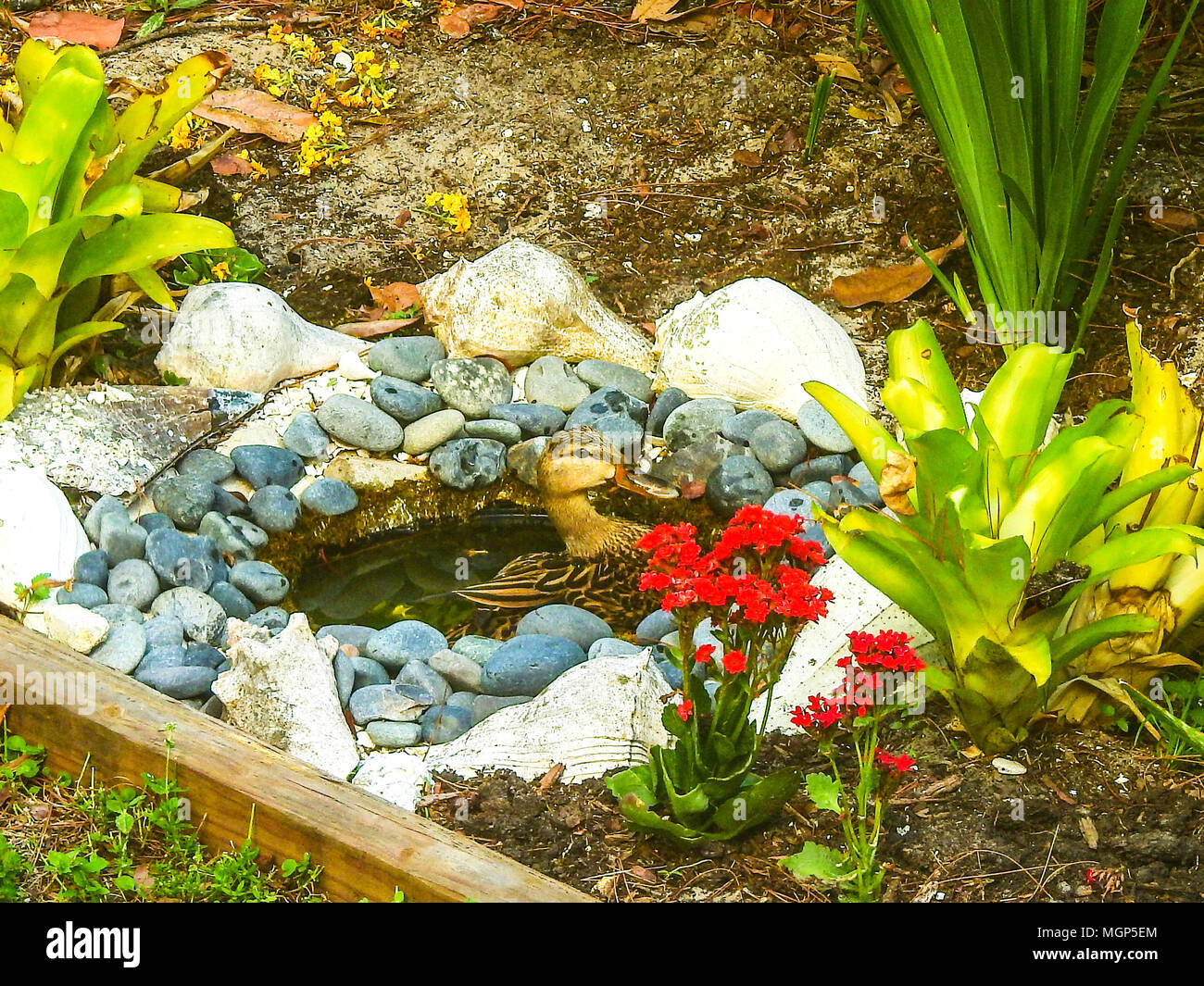Garden gardens pond ponds hi-res stock photography and images - Alamy