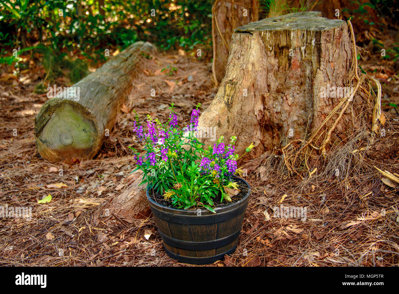 Rustic Garden Flower barrel and wood Stock Photo - Alamy