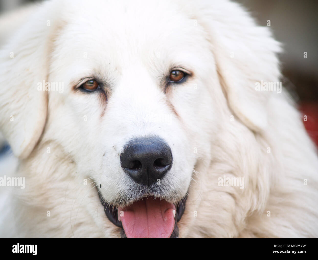 Maremma shepherd hi-res stock photography and images - Alamy