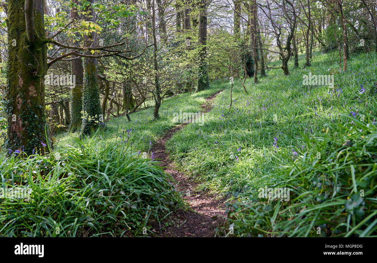 Woodland cornwall hi-res stock photography and images - Alamy