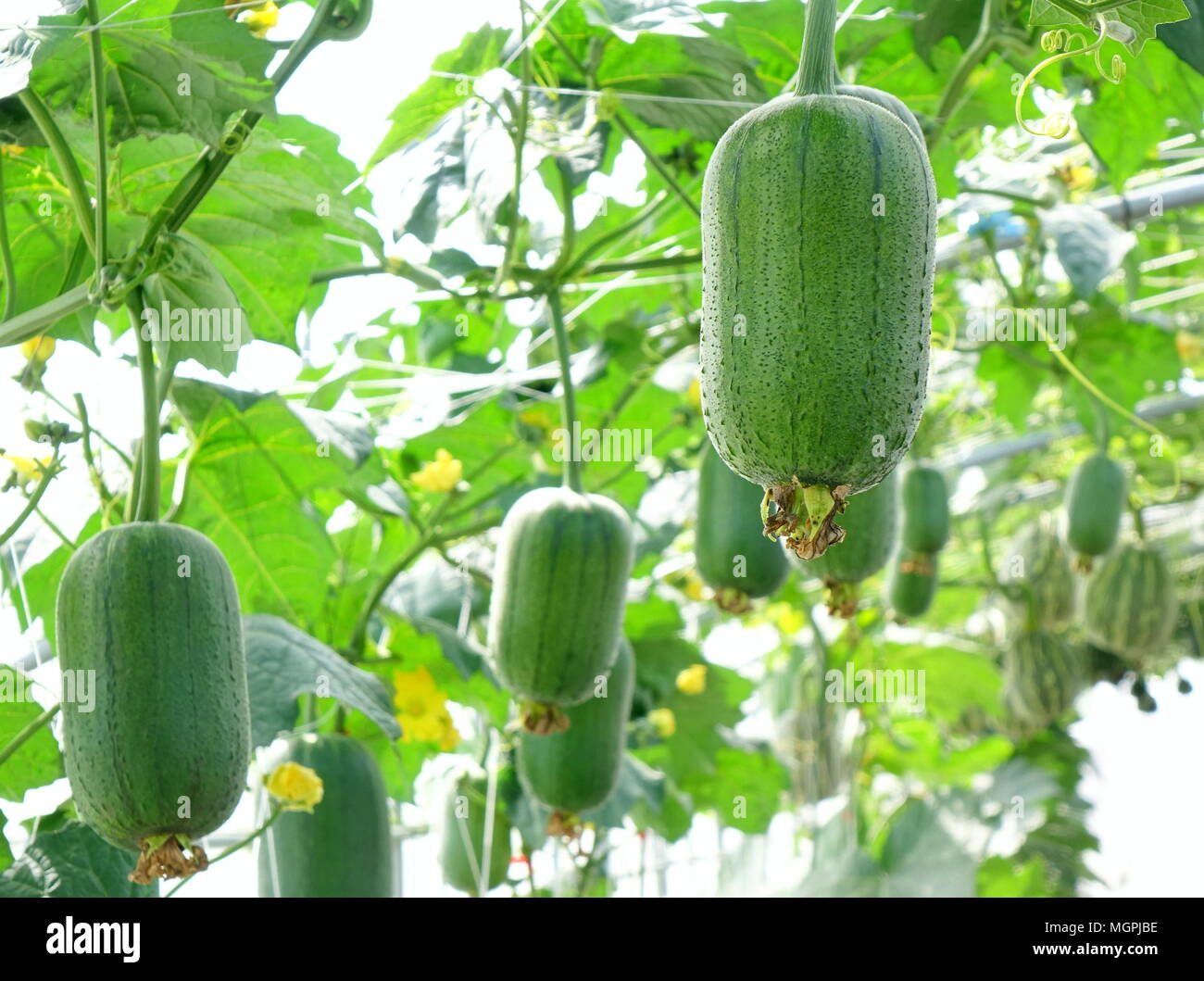 Large silk gourds are growing on vines on a farm Stock Photo - Alamy